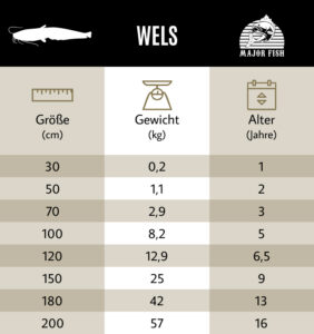 Wie groß und wie alt werden Welse?